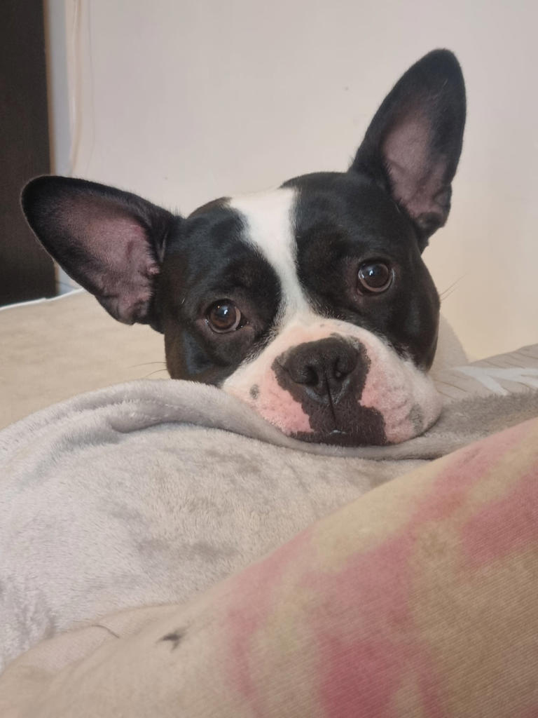 These 28 adorable dogs at Holly Hedge are looking for a forever home in ...