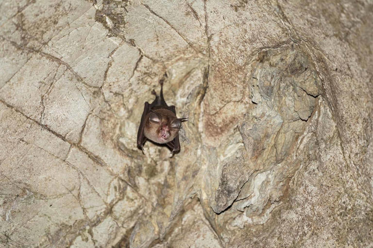 Why the bumblebee bat is one of nature’s greatest miniatures