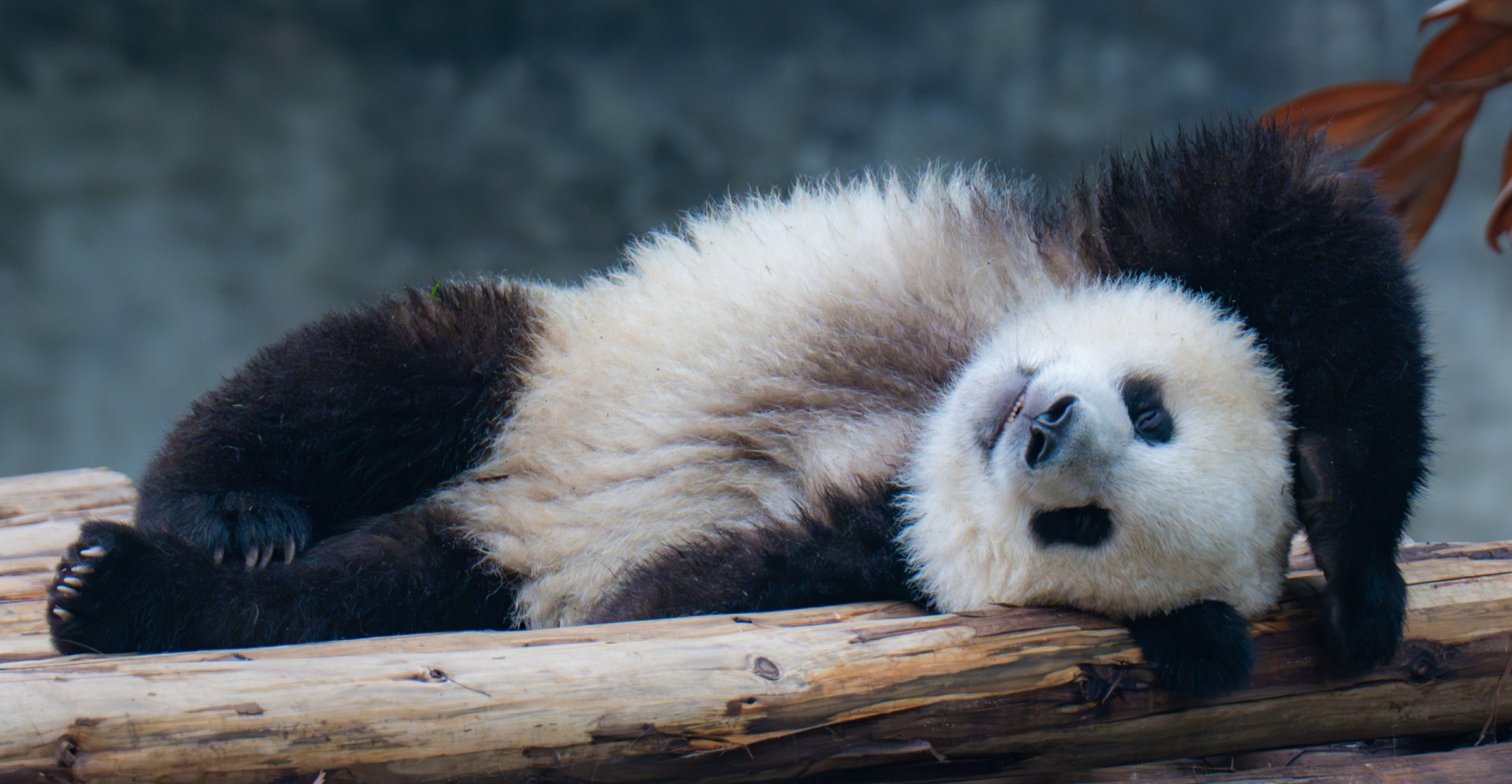 The laziest animals on the planet, and their hilarious quirks