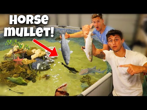Feeding horse mullet to my giant saltwater fish! *Epic*