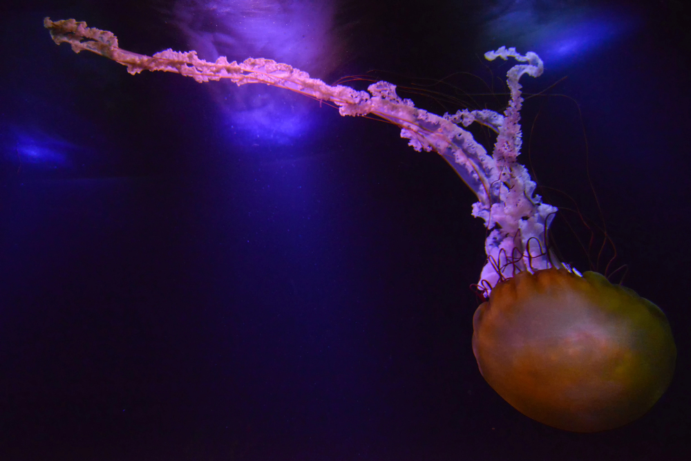 Best aquariums in the US to visit