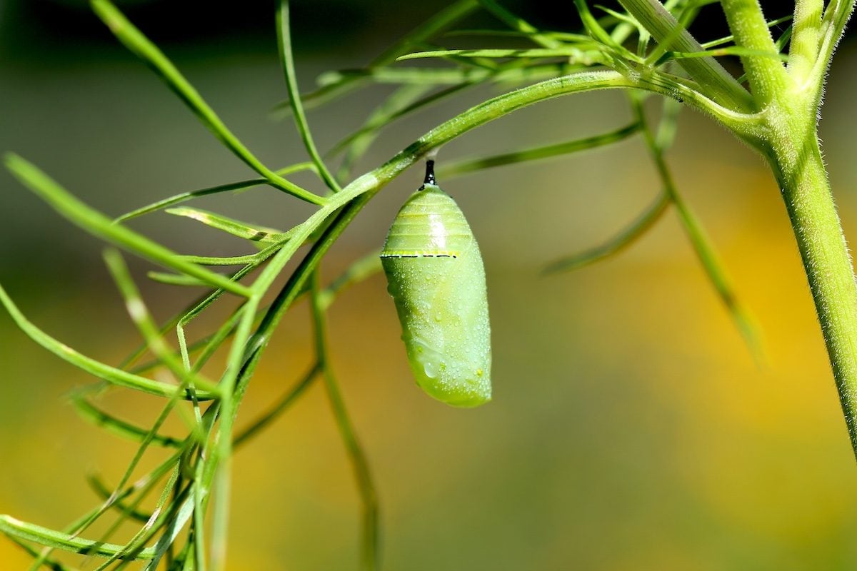 This Is Why You Never See a Monarch Chrysalis