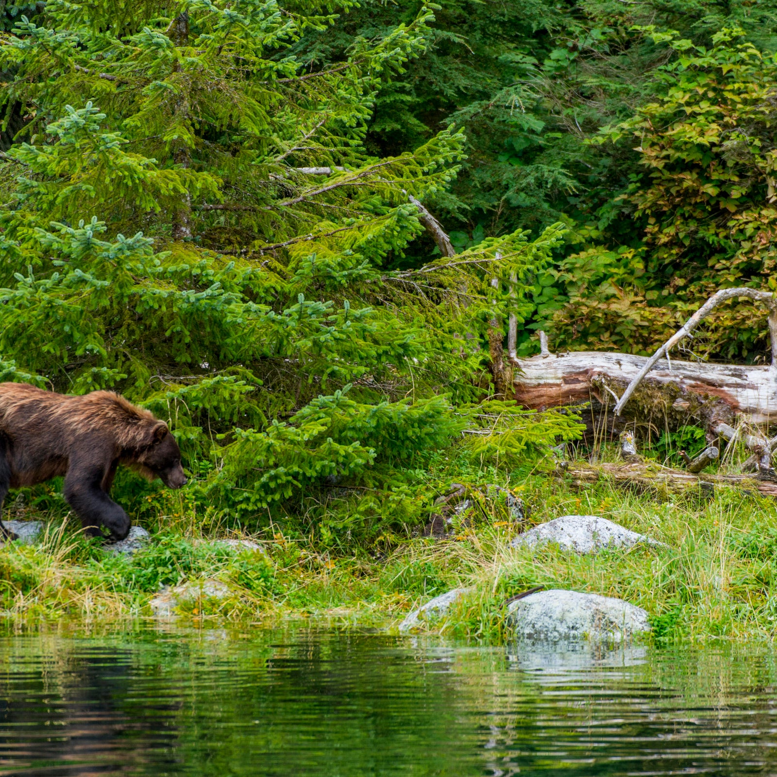 Hikers "had to fight off" attacking bear, Alaska officials say