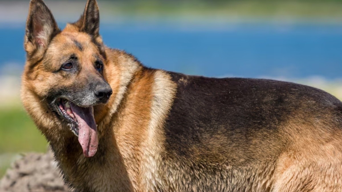 12 guard dog breeds that are perfect for protecting your home and family