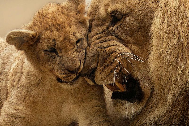 How The Lion King Made Lions More Famous And 10 Fascinating Facts About ...