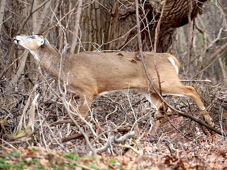 Southwestern Ontario hunters asked to help in testing for deadly brain ...
