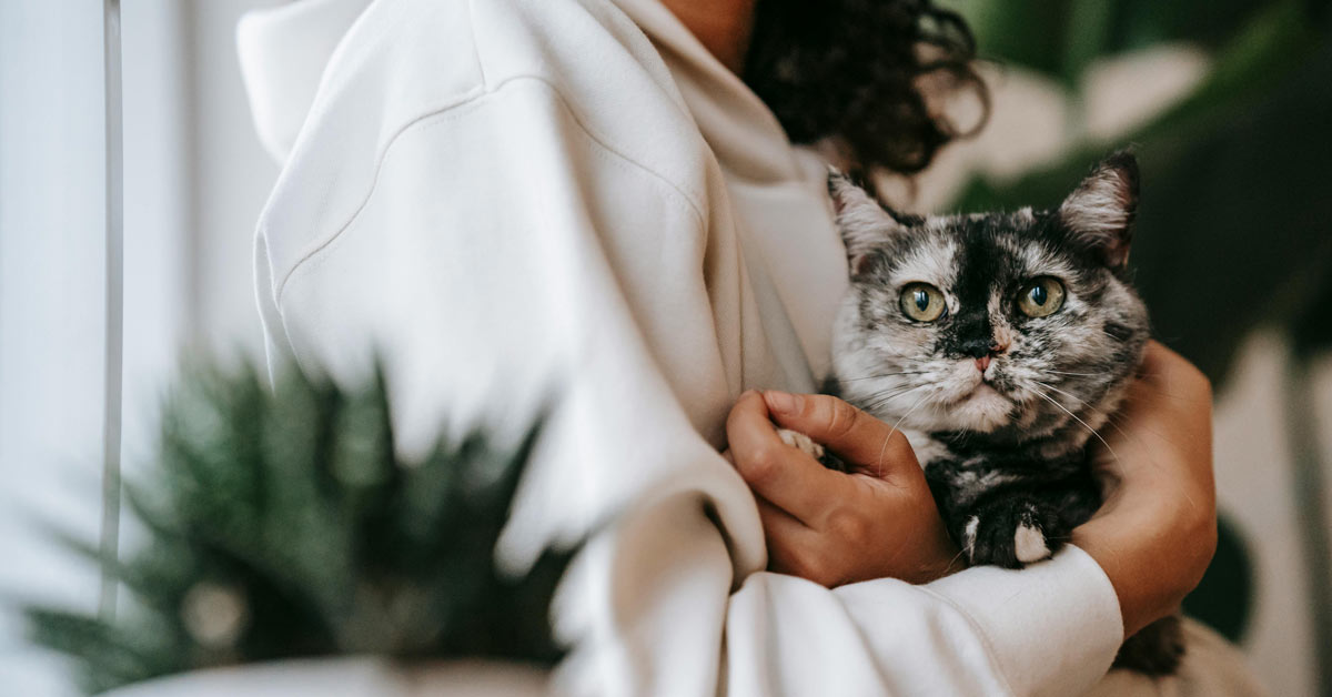 New study: Cat people donate more to charity than dog people. Here's ...