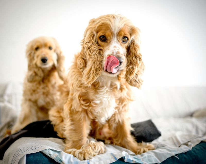 8 Subtle Signs That Your Dog Needs You More Than You Think
