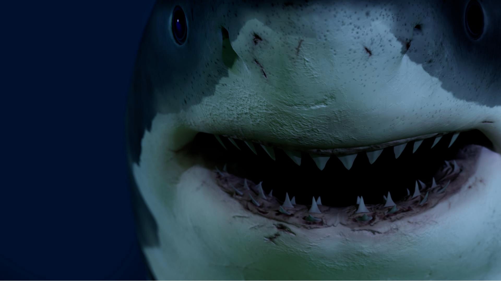 These Sharks Are Responsible For The Most Human Attacks Worldwide