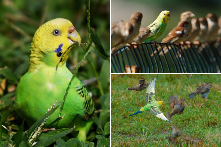 Meet the escaped parakeet hanging with wild sparrows in Central Park ...