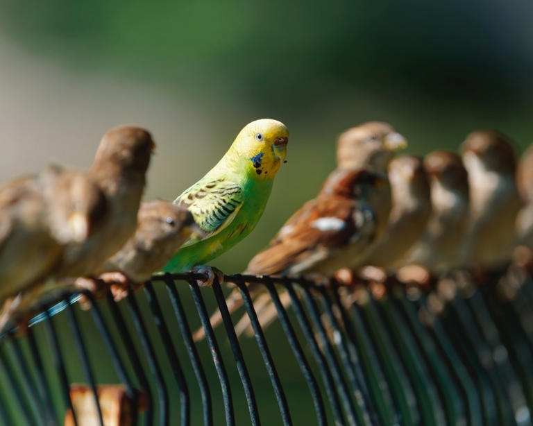 Meet the escaped parakeet hanging with wild sparrows in Central Park ...