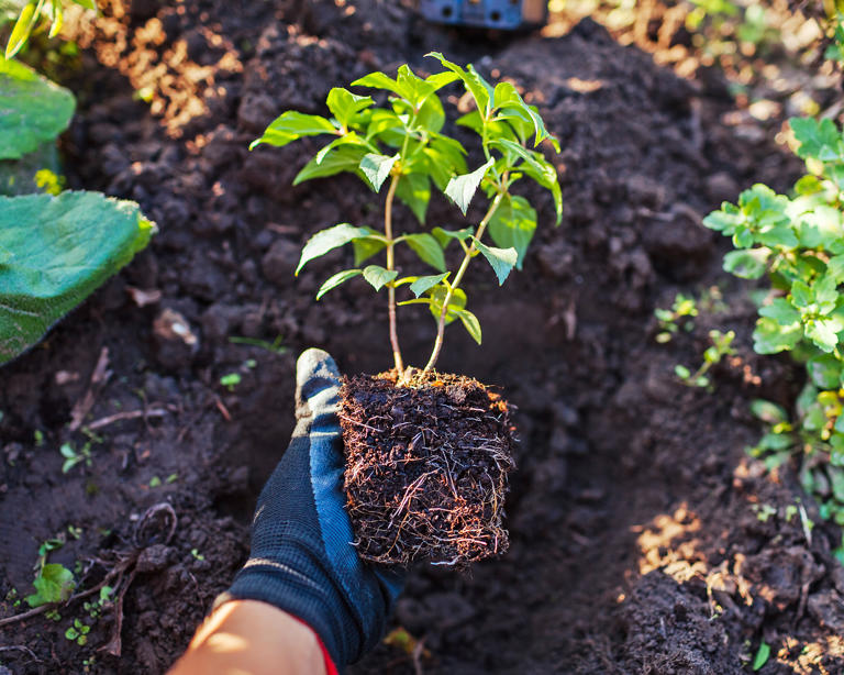 These 7 gardening jobs count as your 10,000 steps – and they transform ...