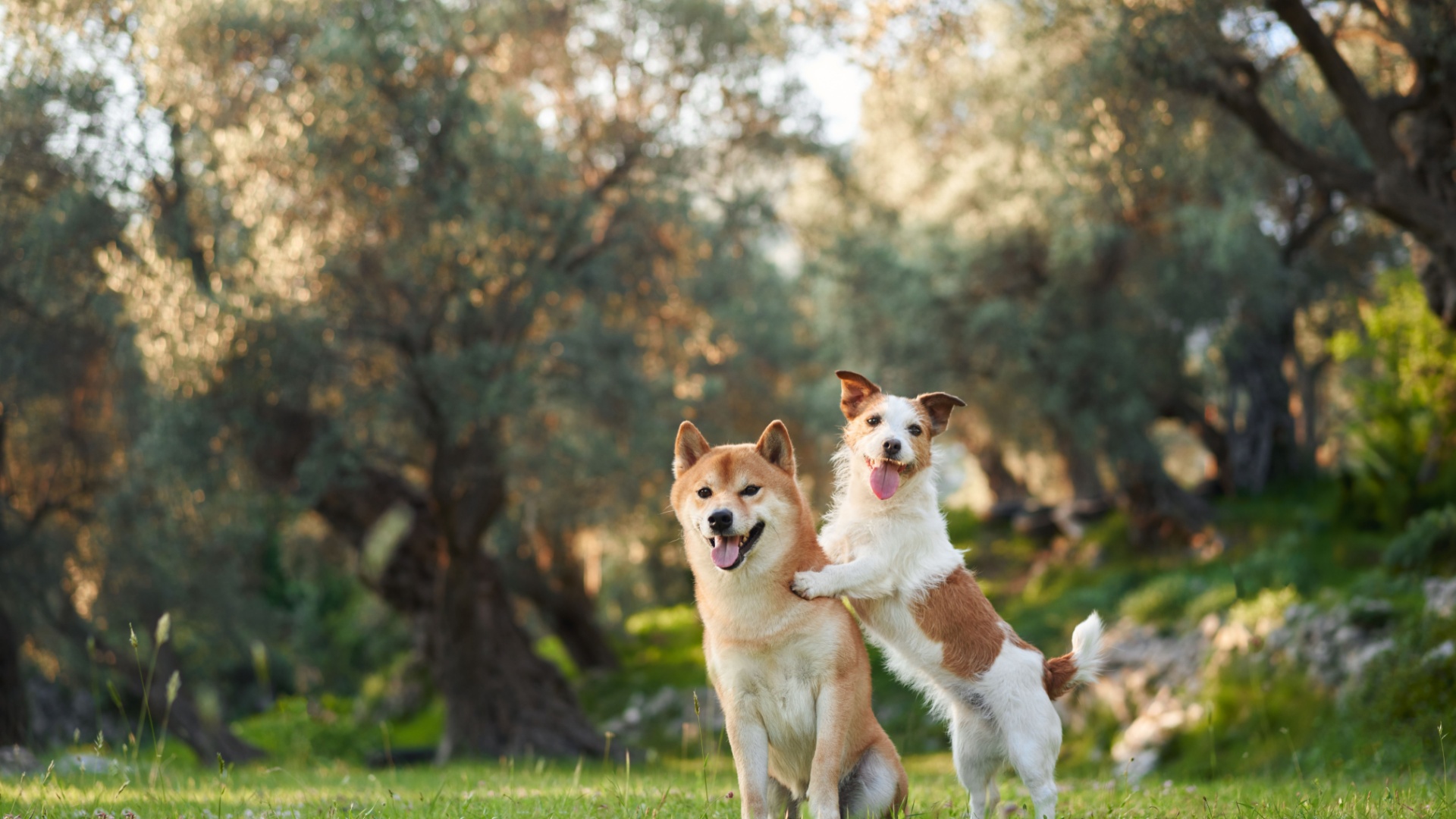 13 Great Things About Dogs That Everyone Can Agree On