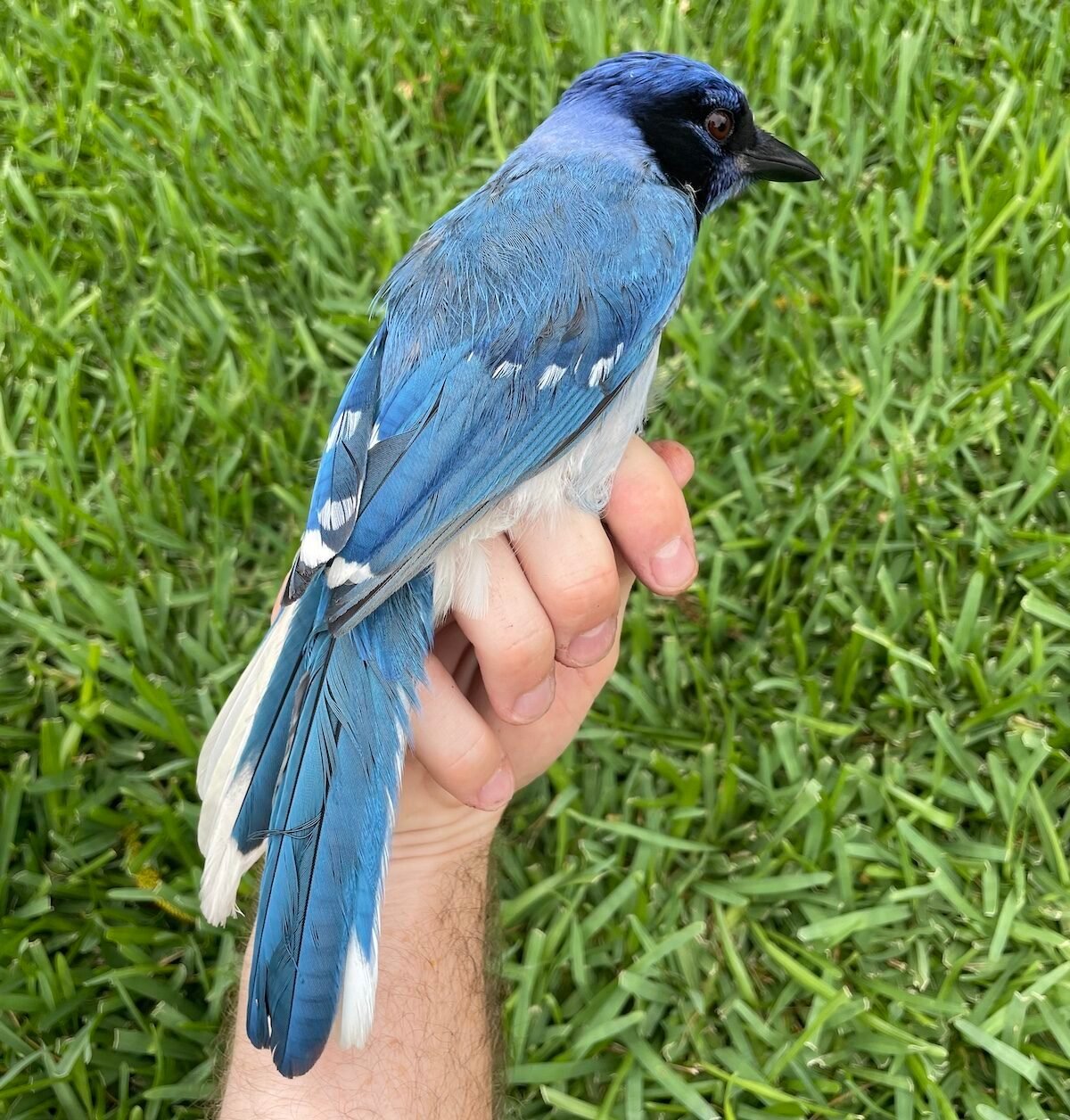 Rare Hybrid Blue-Green “Grue” Jay Spotted in Texas