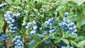 Berry Boost: Replacing One Daily Fruit With Blueberries Could Lower ...