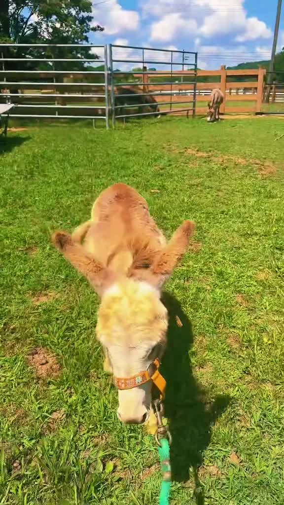 Watch Buck the Mini Donkey Head Home for a Sweet Reunion