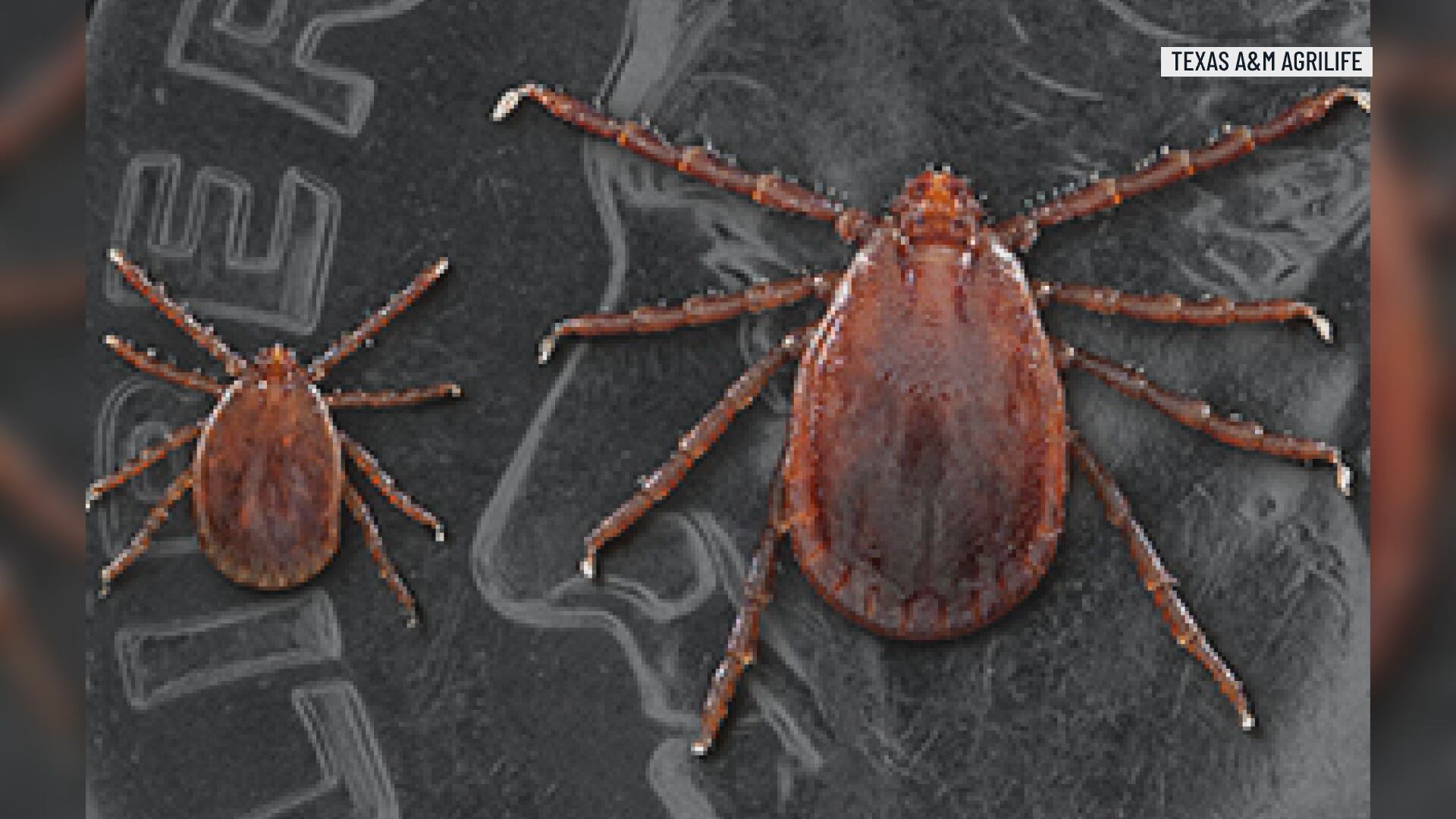 Asian Longhorned Tick spreads across the U.S. and could affect the ...
