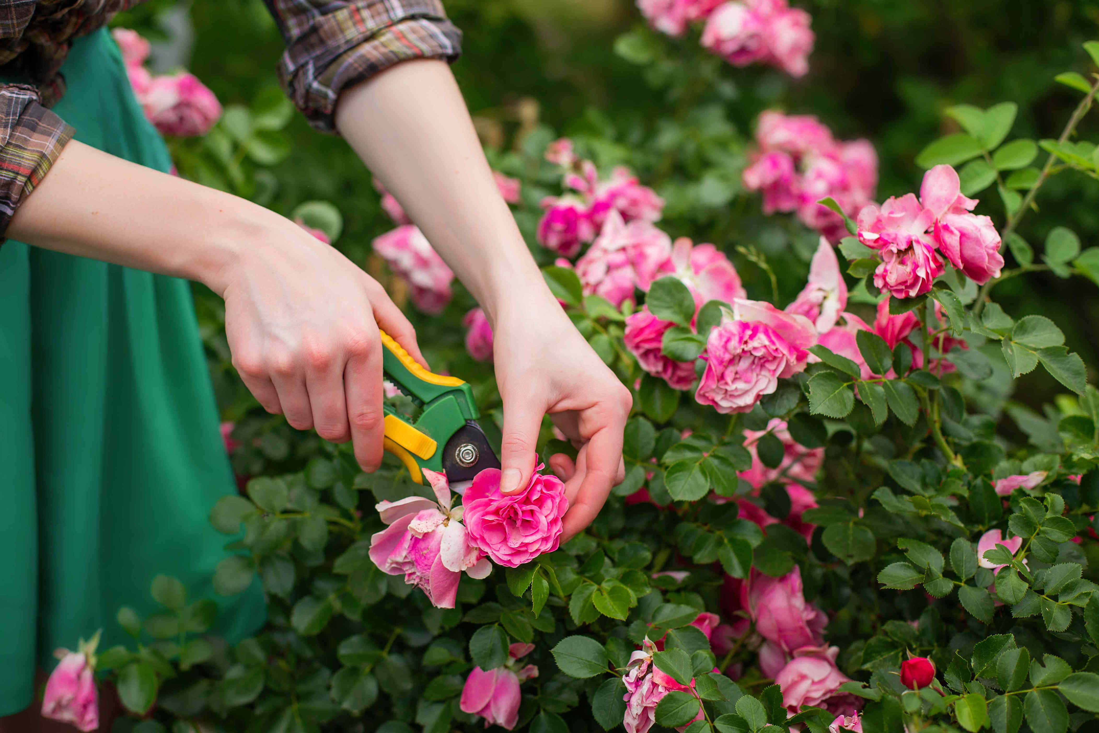Should You Prune Roses in Fall or Wait Until Spring? A Gardener Shares ...