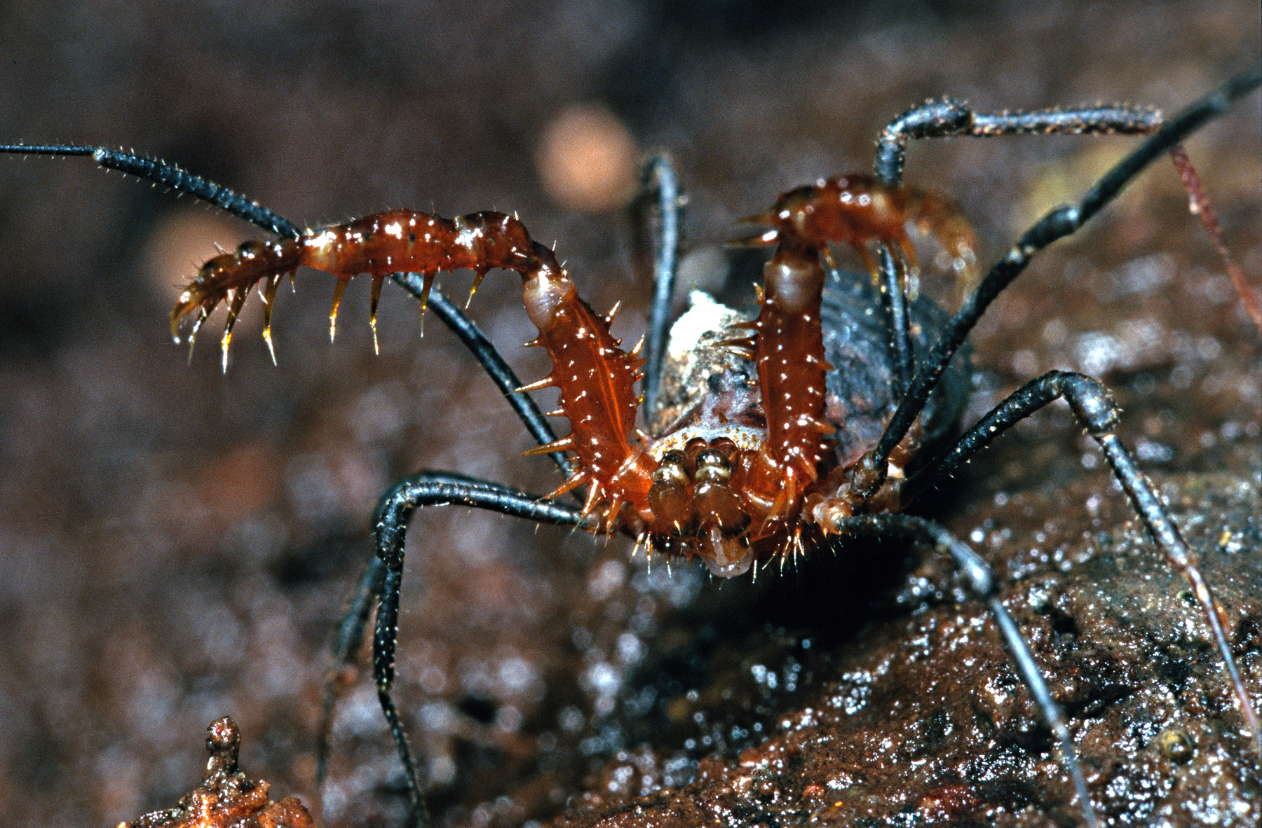 11 Types of Animals That Live in Caves