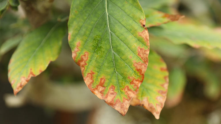 Fertilizer Spikes Are Easy To Use Around Trees, But There Are Downsides