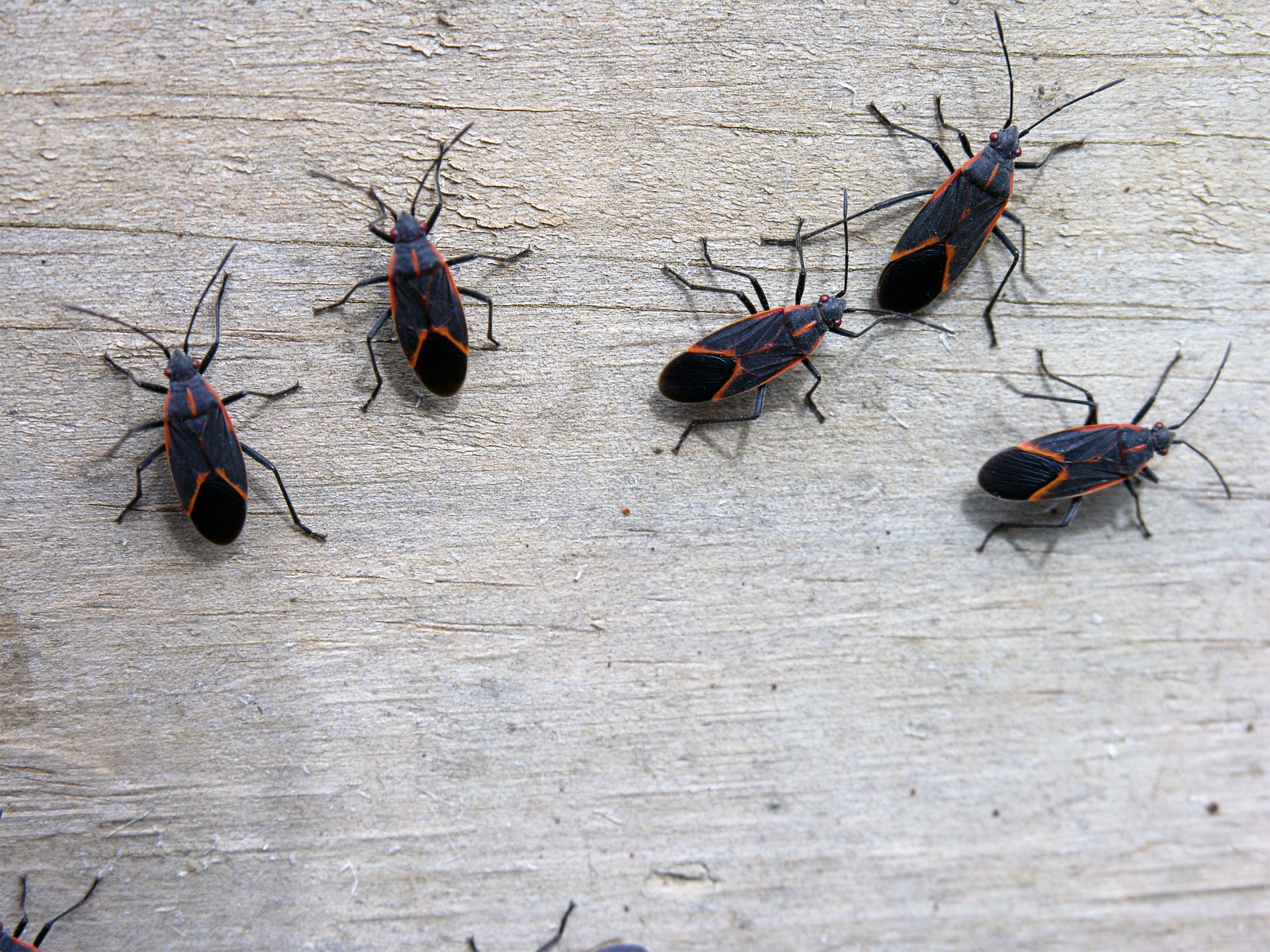 Meet the boxelder bug, an insect trying to invade your home this fall