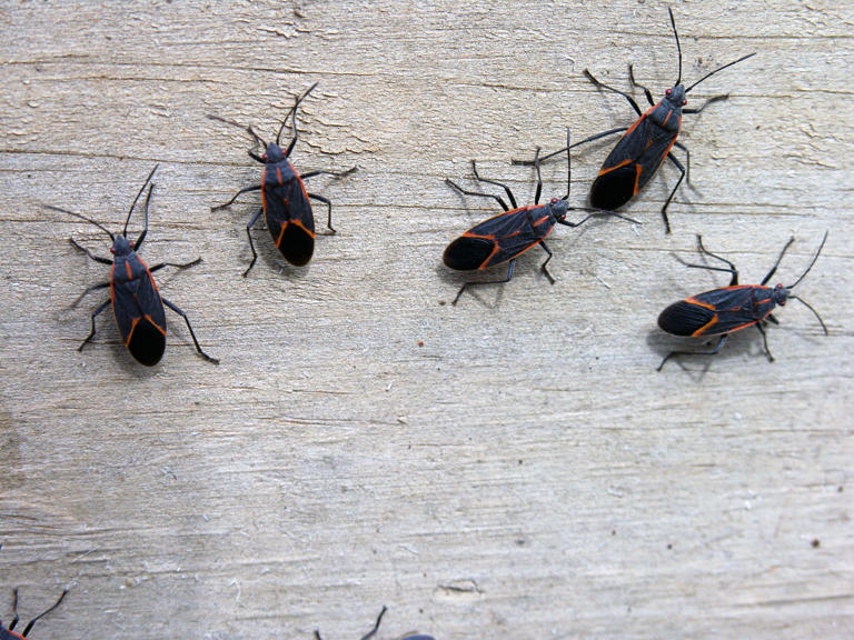 Meet the boxelder bug, an insect trying to invade your home this fall