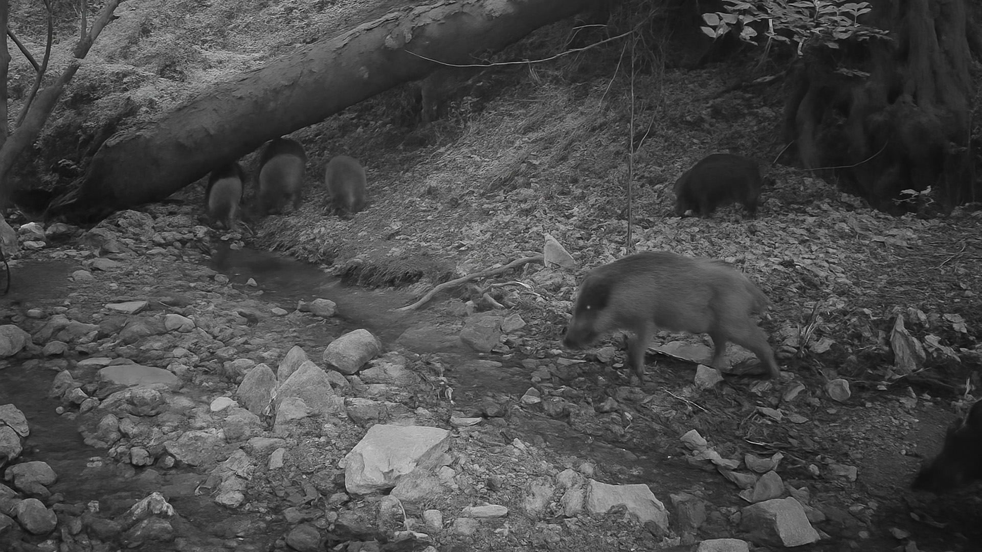 Wild Animals Captured by a River Camera Trap