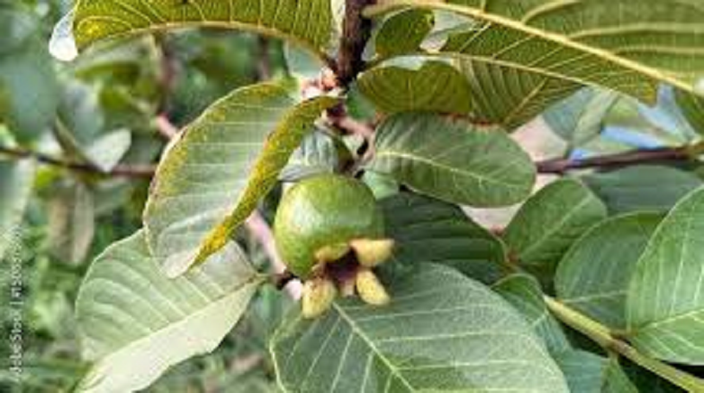 Guava Leaf Benefits: Why is guava leaf mouthwash beneficial? If you learn more, you'll always ...