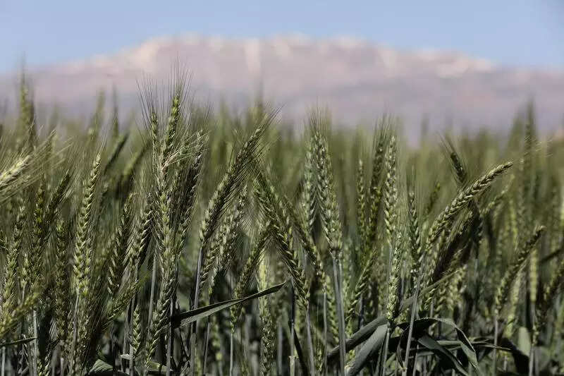UP offers 1k quintals of wheat seeds to Punjab farmers
