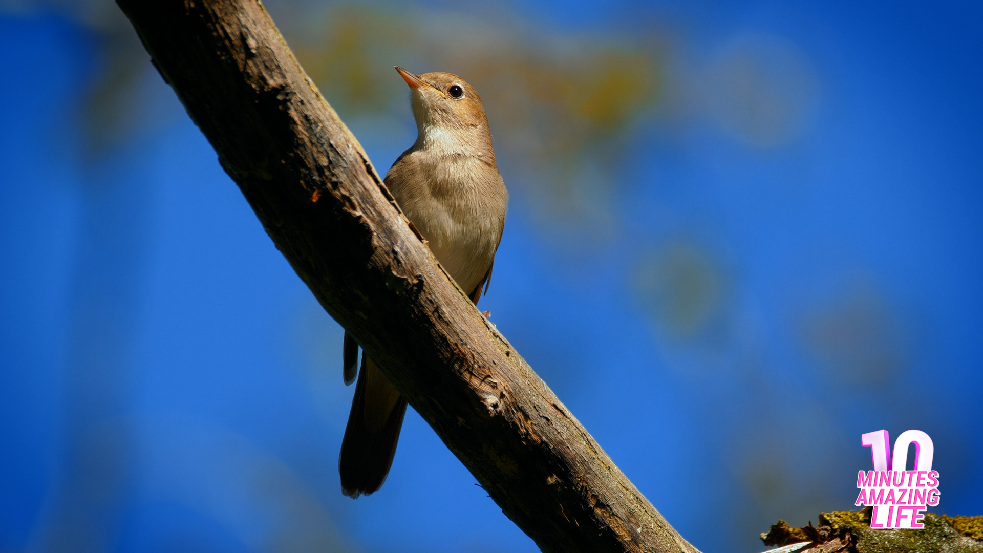 Common Nightingale Singing on a Tree Branch