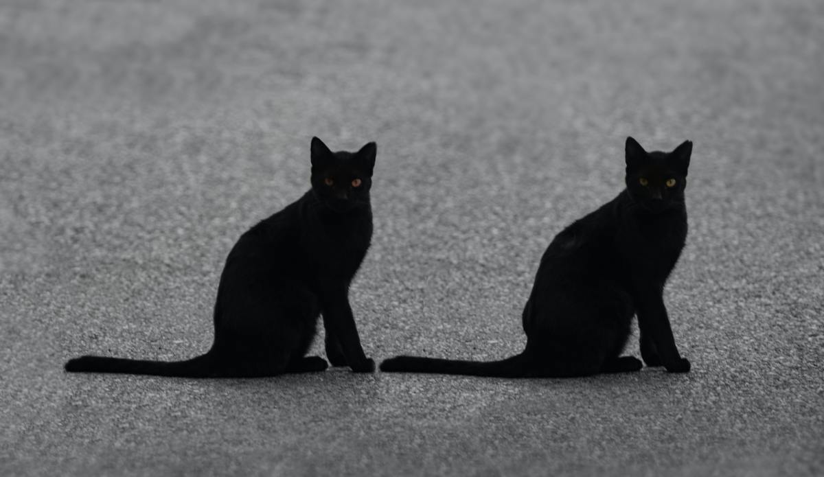 Black Cats Line up To Watch a Single Ice Cube and It’s Ridiculously Funny