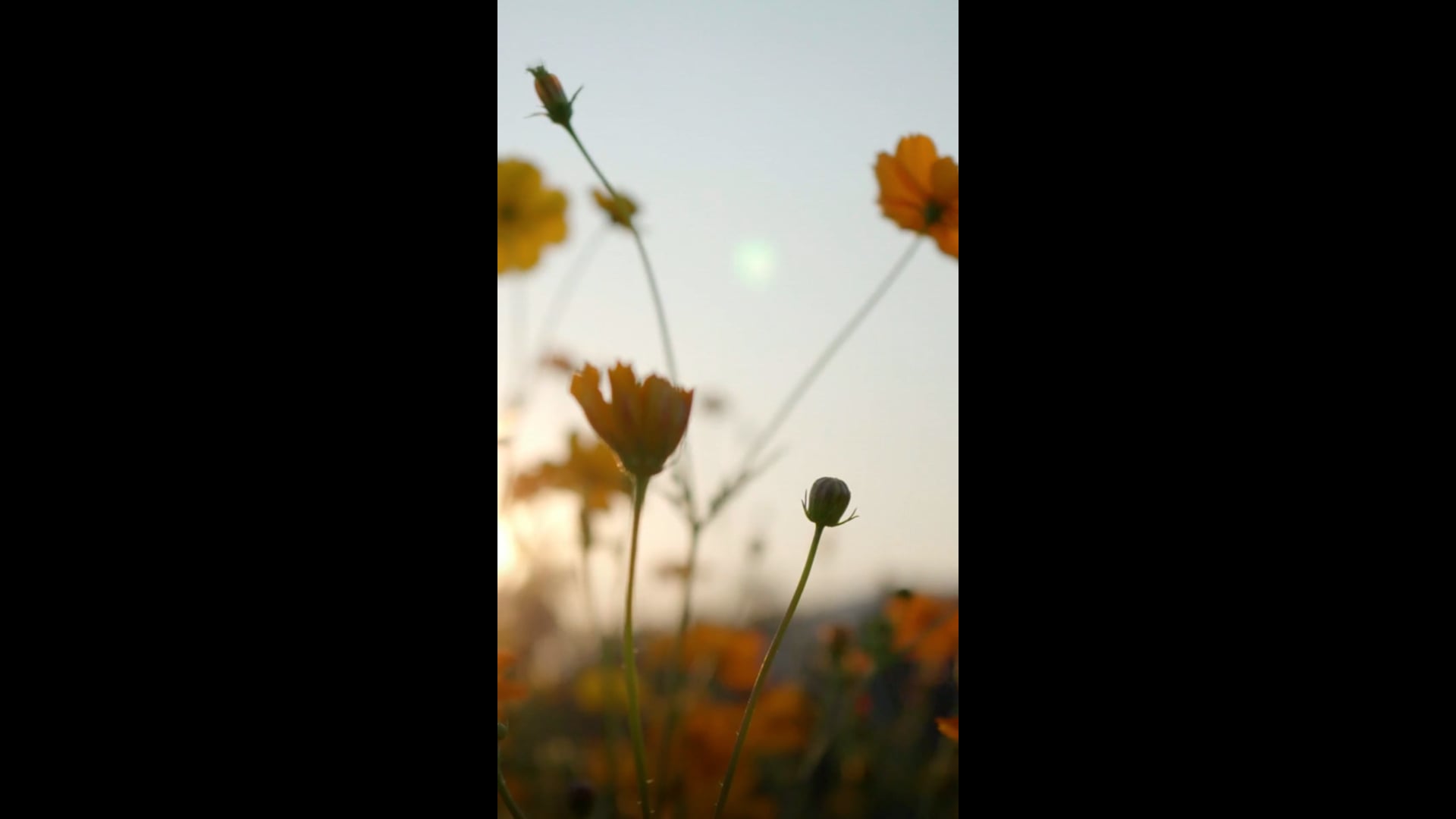 Fall-Flowering Plants That Will Bring Color To Your Garden.
