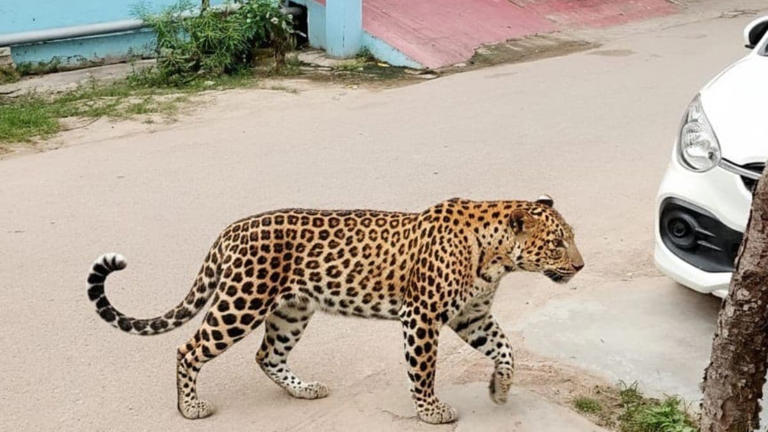 After Scare Over Leopards In Lucknow's Posh Areas, An AI Twist