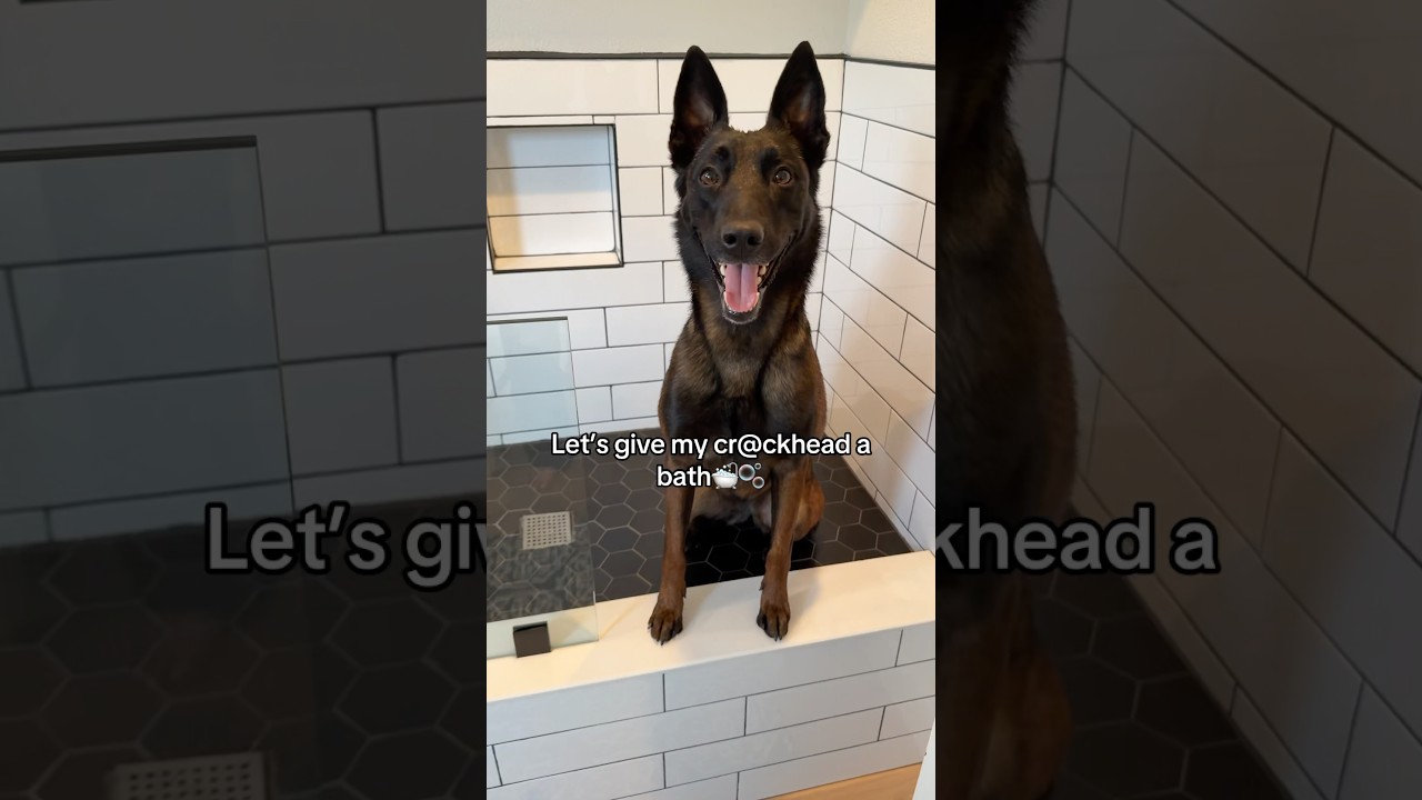 Bath time for my dog: Chaos edition