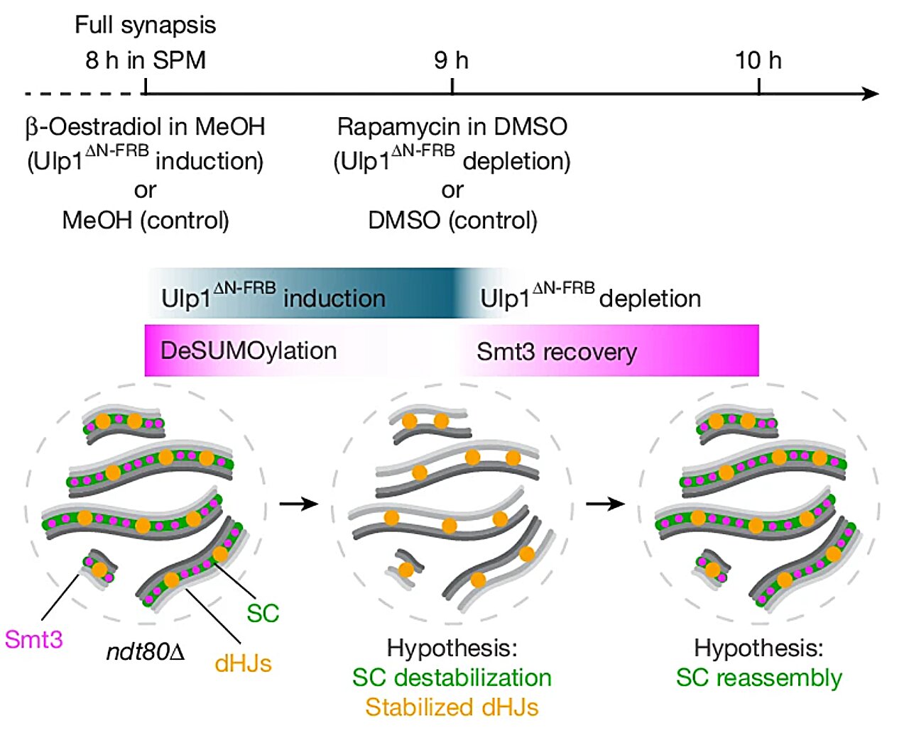 A molecular zipper and a DNA link team up to protect fertility