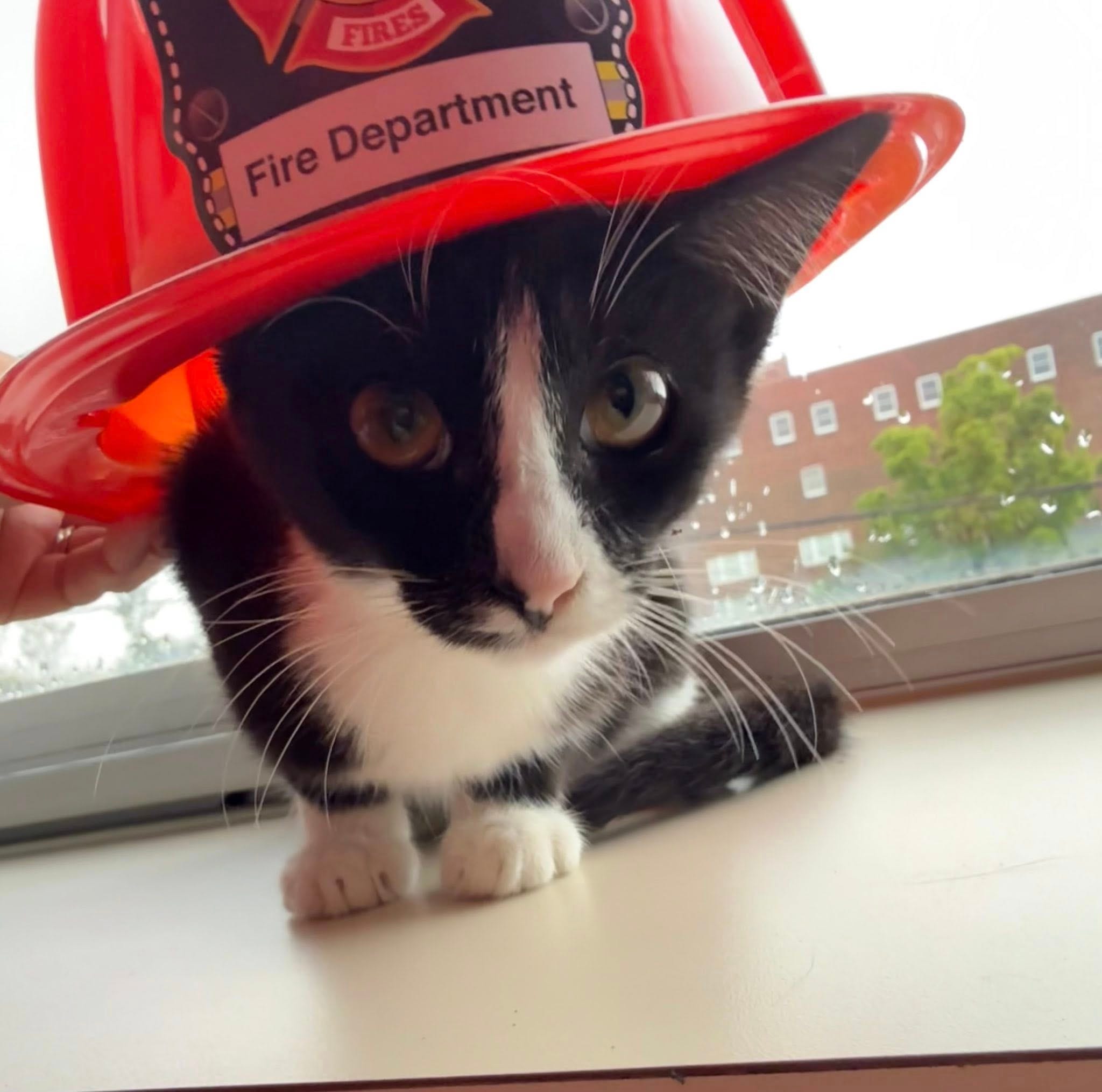 'Fire kitty?' Young cat that wandered into Canton fire station needs ...