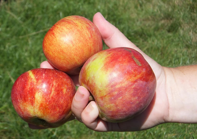 Ta stara odmiana jabłek pachnie na cały sad jak cukierki. Najlepsza na ...
