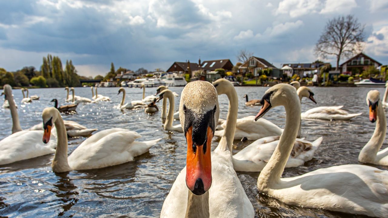 The dark history of myths about immigrants eating swans and pets