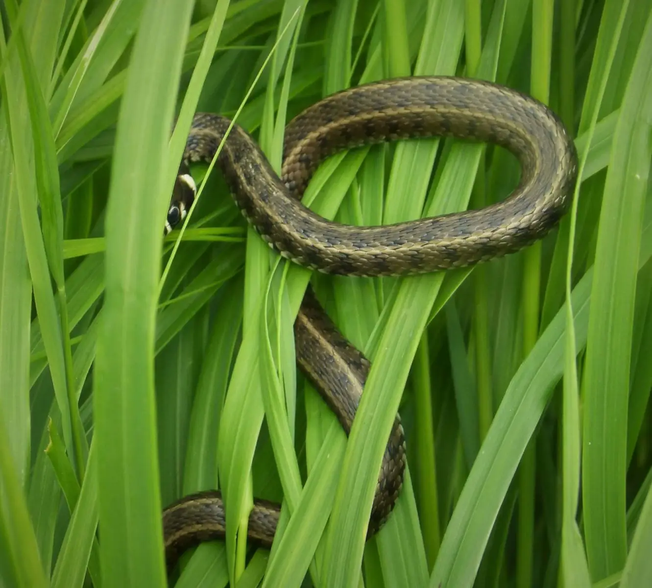 Reclaim Your Haven: 14 Surprising Yard Attractants That Invite Snakes ...
