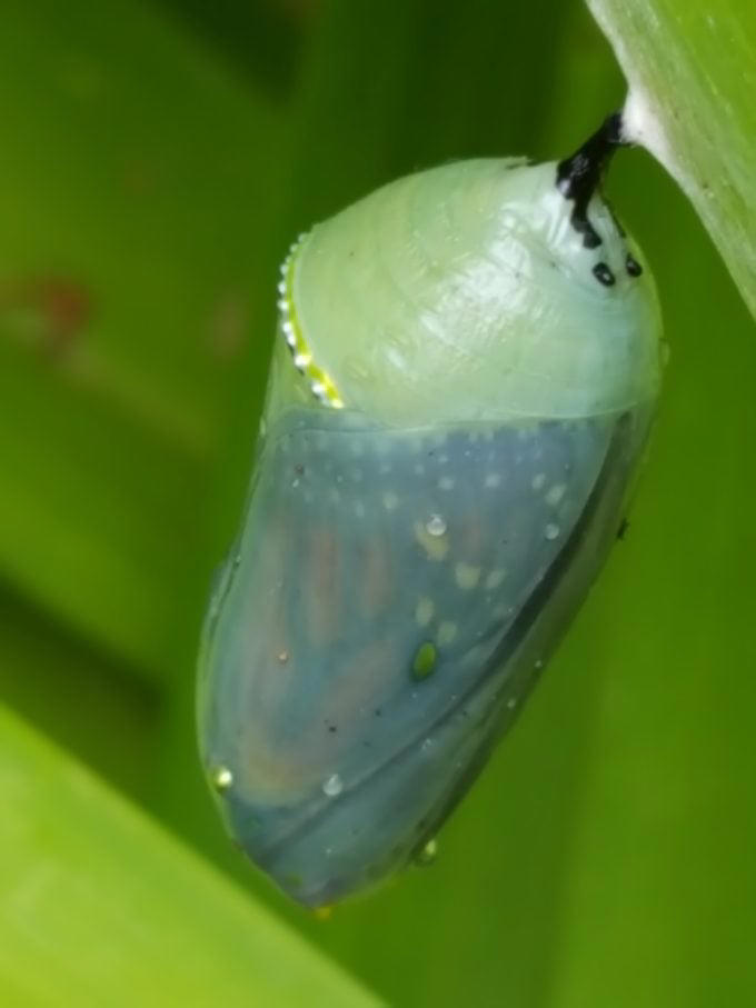 This Is Why You Never See a Monarch Chrysalis