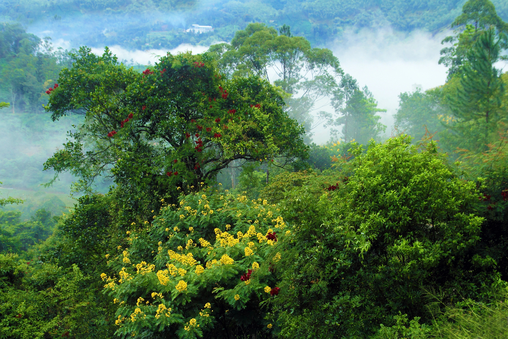 17 Amazon rainforest marvels