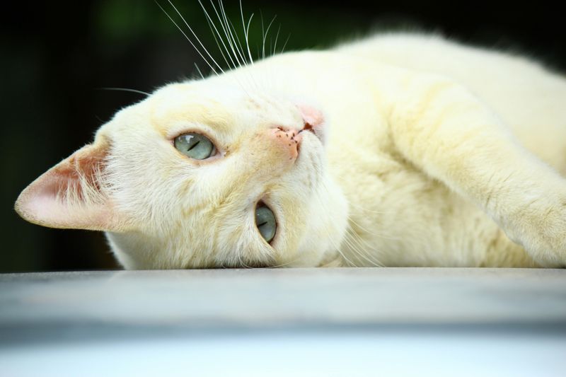 10 Signs Your Cat Thinks You’re Their Favorite Person