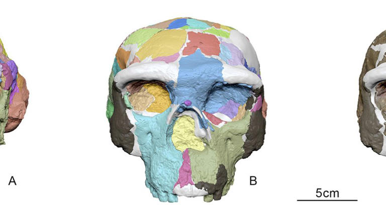 A skull unearthed in China challenges the timeline of human evolution ...