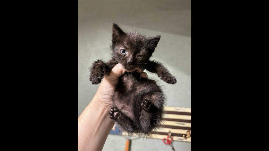 Rescued kitten lost one of his eyes. Now cuddly cat is ‘living his best ...