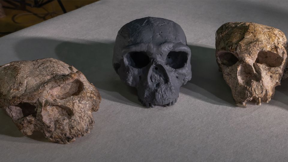 A skull unearthed in China challenges the timeline of human evolution ...