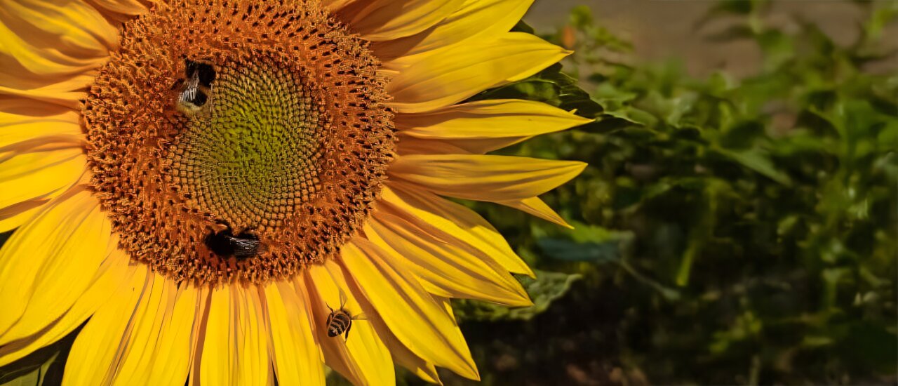 Biodiversity strengthens pollinators and ensures stable yields ...