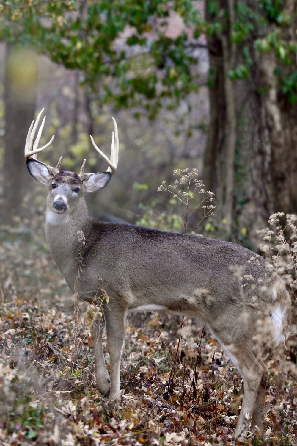Ohio hunting season starts amid deadly deer disease outbreak, proposed ...