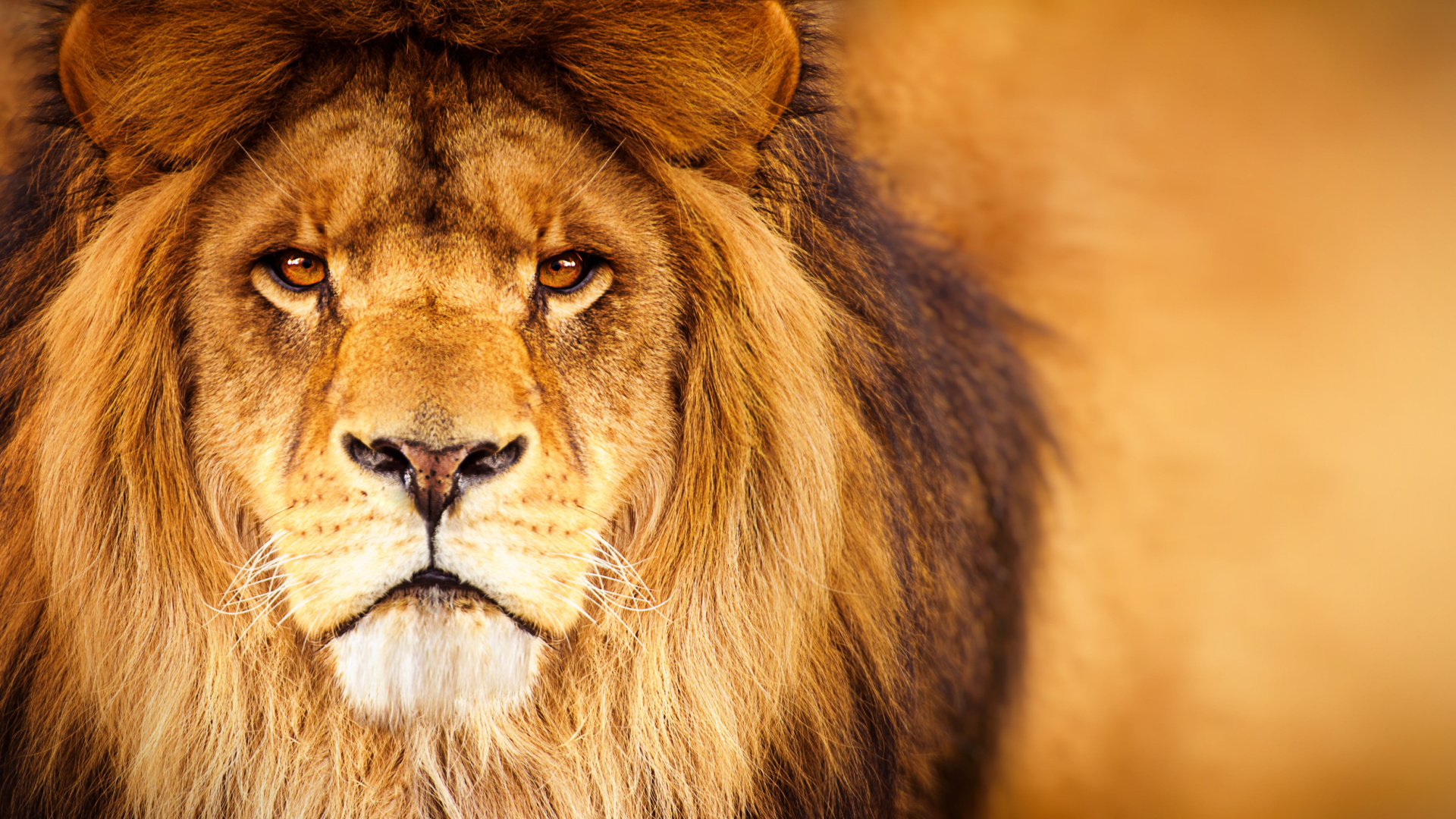 How The Lion King Made Lions More Famous And 10 Fascinating Facts About ...