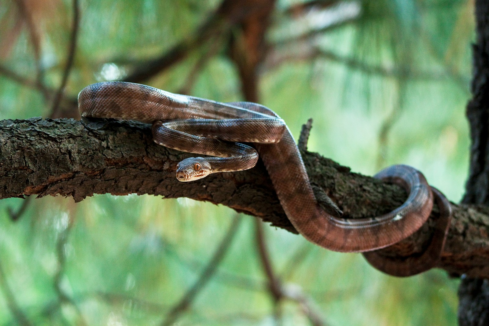 Ireland has no snakes – the surprising reason behind it