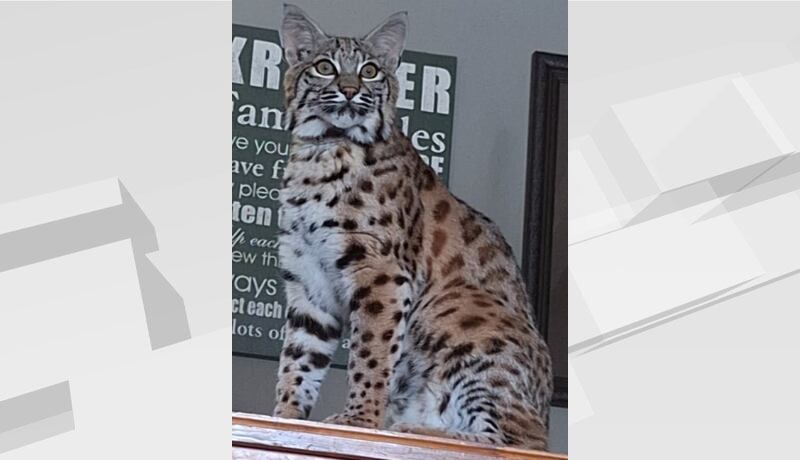Missing Bobcat reported in Warroad area